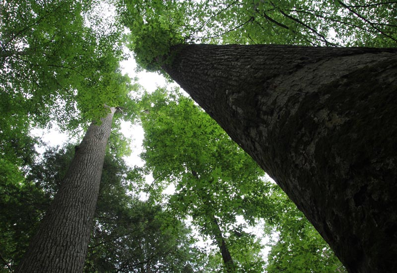 Net Zero Review determines that tax incentives to drive decarbonisation ...